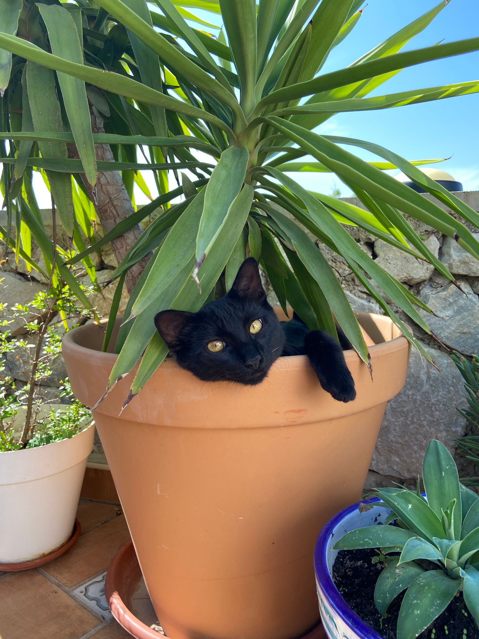 Photo's - Adults Only, Boutique and Wellness Eco-Hotel, Malaga Hills ...